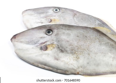 Filefish Threadsail Filefish Stock Photo (Edit Now) 701648590