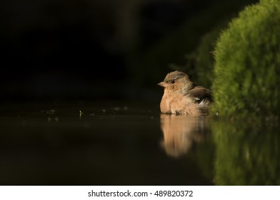 187 Vink bird Images, Stock Photos & Vectors | Shutterstock