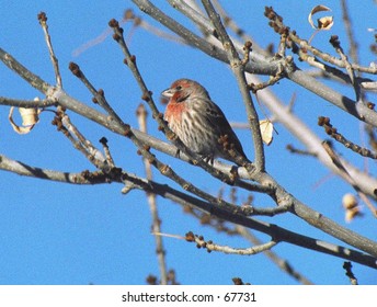 Finch Tree Stock Photo 67731 | Shutterstock
