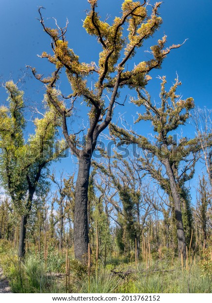 Fire Affected Eucalyptus Trees Epicormic Shoots Stock Photo 2013762152 ...
