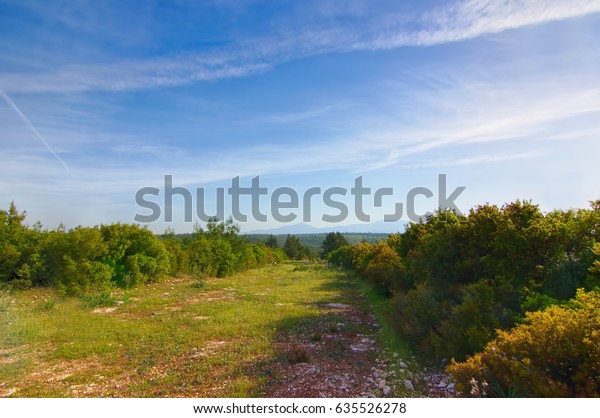 Fire Aisle Forest Stock Photo 635526278 | Shutterstock