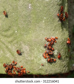 Fire Bugs Stock Photo 312216041 | Shutterstock