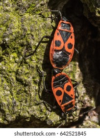 Fire Bugs Mating Stock Photo 642521845 | Shutterstock