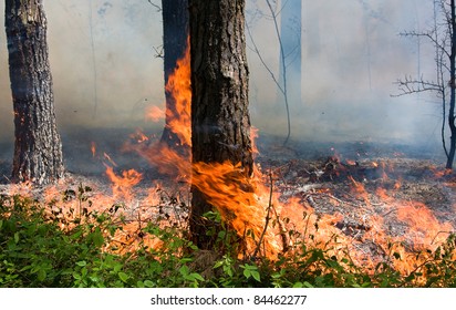 4,528 Forest Fire Haze Images, Stock Photos & Vectors | Shutterstock