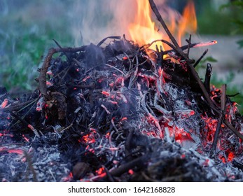 Fire Devours Dry Twigs Tree a Stock Photo 1642168828 | Shutterstock