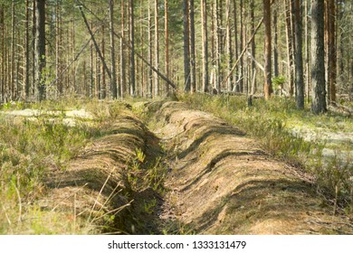 207 Fire Ditch Forest Images, Stock Photos & Vectors | Shutterstock