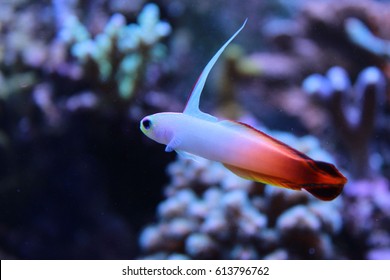 224 Firefish goby Images, Stock Photos & Vectors | Shutterstock
