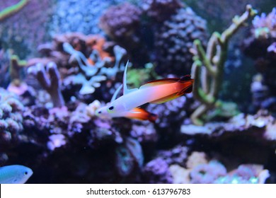 224 Firefish goby Images, Stock Photos & Vectors | Shutterstock