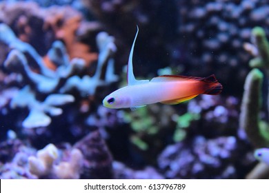 224 Firefish goby Images, Stock Photos & Vectors | Shutterstock