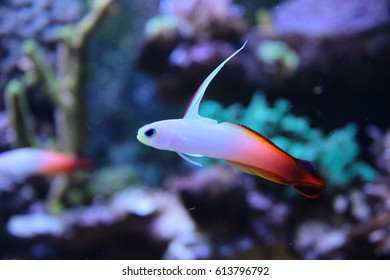 224 Firefish goby Images, Stock Photos & Vectors | Shutterstock