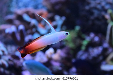 224 Firefish goby Images, Stock Photos & Vectors | Shutterstock