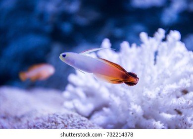 224 Firefish goby Images, Stock Photos & Vectors | Shutterstock