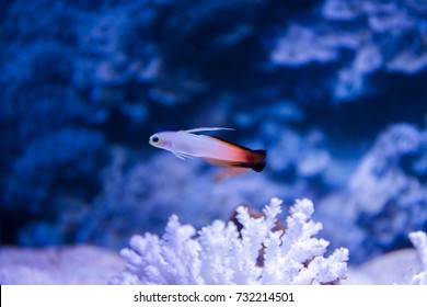 224 Firefish goby Images, Stock Photos & Vectors | Shutterstock