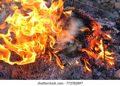Fire Intensive Oxidation Process Stock Photo (Edit Now) 773782897