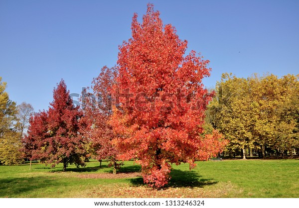 Fire Red Tree Stock Photo 1313246324 | Shutterstock