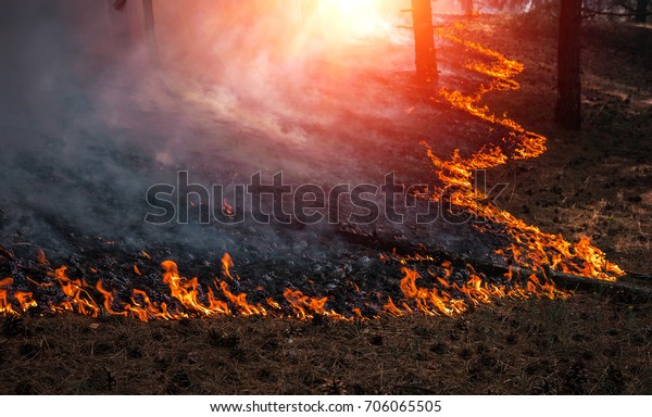 Fire Wildfire Burning Pine Forest Smoke Stock Photo (Edit Now) 706065505