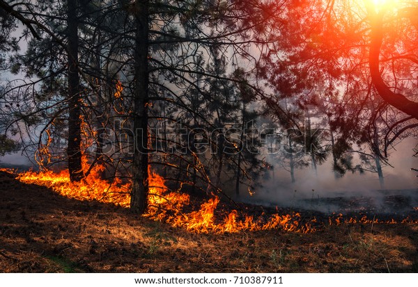 Fire Wildfire Burning Pine Forest Smoke Stock Photo 710387911 ...
