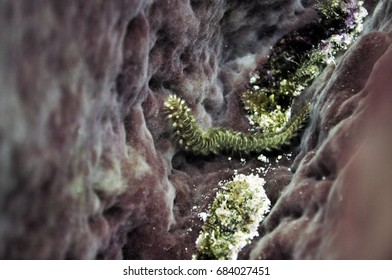 Fire Worm Stock Photo 684027451 | Shutterstock