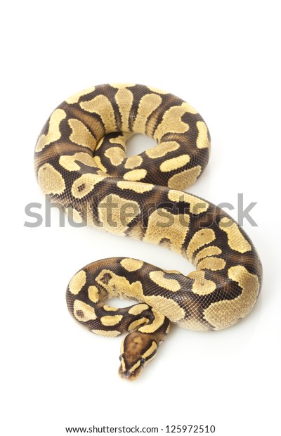 Fire Yellow Belly Ball Python Python Stock Photo 125972510 | Shutterstock