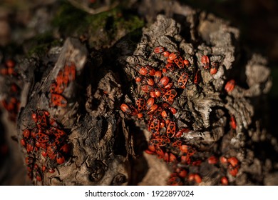 Firebug Fire Bug Red Bug Black Stock Photo (Edit Now) 1922897024