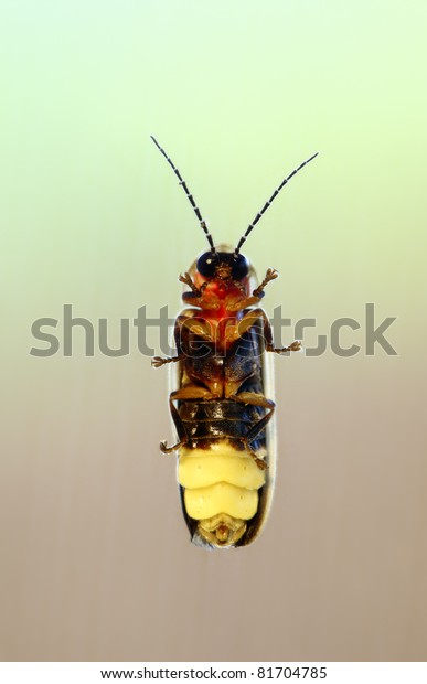 Firefly Close Stock Photo (Edit Now) 81704785