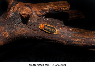 8,212 Tree demon Images, Stock Photos & Vectors | Shutterstock