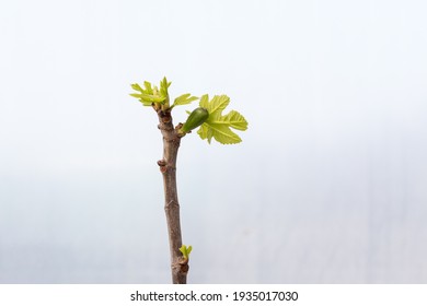 1,999 Fig tree bloom Images, Stock Photos & Vectors | Shutterstock