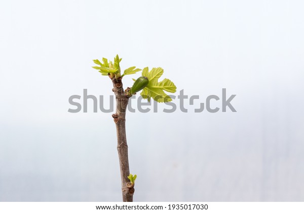 First Leaves Fig Budding Fig Tree Stock Photo 1935017030 | Shutterstock