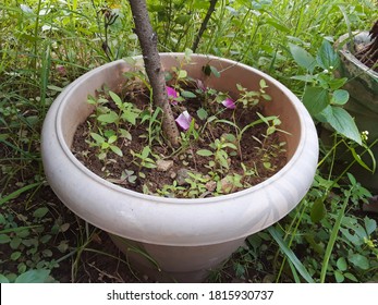 Radicles Images, Stock Photos & Vectors | Shutterstock
