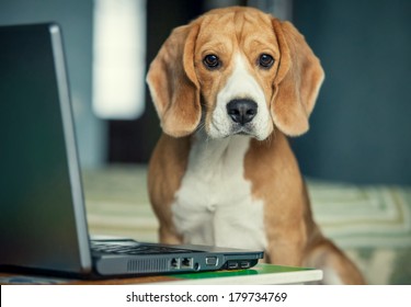 3,633 Computer screen dog Images, Stock Photos & Vectors | Shutterstock