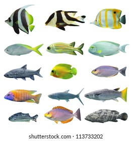 40,965 Tropical fish group Stock Photos, Images & Photography ...