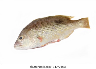 Fish Red Sea Bream Dorade Rose Stock Photo 1043018995 | Shutterstock