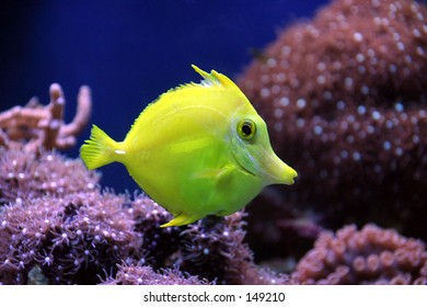 Colorful Yellow Longhorn Cowfish Lactoria Cornuta Stock Photo ...