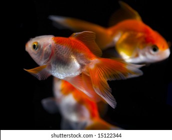 Rainbow Cichlid Archocentrus Multispinosus Aquarium Stock Photo ...