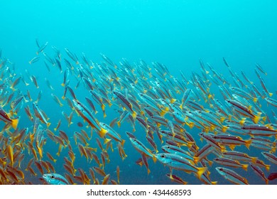 Caribbean Soft Coral Jacks Fish Background Stock Photo (Edit Now) 267084533