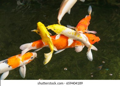 Group Fancy Crap Koi Fish Foto de stock 1566208192 | Shutterstock