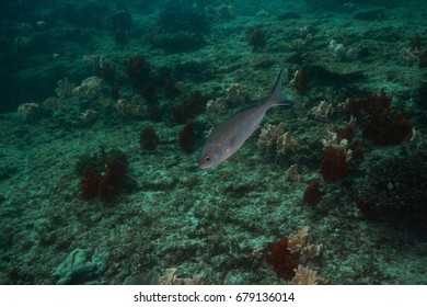 76 Mia Reef Images, Stock Photos & Vectors | Shutterstock