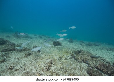 76 Mia Reef Images, Stock Photos & Vectors | Shutterstock