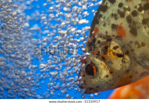 Fish Air Bubbles Stock Photo (Edit Now) 31310917