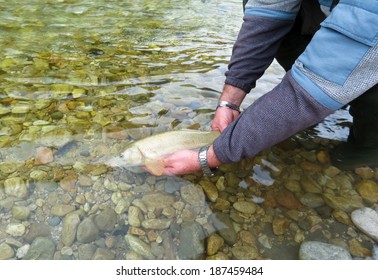 9,566 Releasing fish Images, Stock Photos & Vectors | Shutterstock