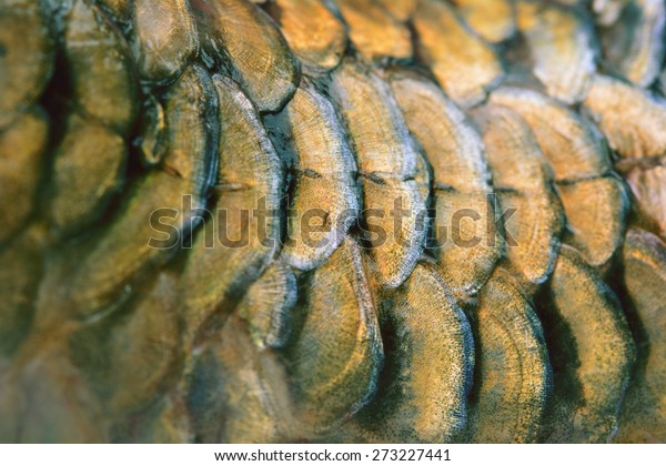 Fish Carp Texture Stock Photo 273227441 | Shutterstock