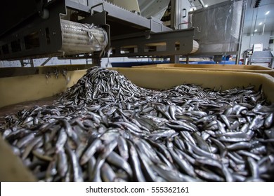 7,402 Fish Factory Stock Photos, Images & Photography | Shutterstock