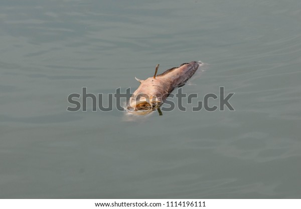 1 Ead Fish In The River Images, Stock Photos & Vectors | Shutterstock