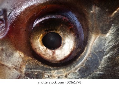 10,426 Dead fish eye Images, Stock Photos & Vectors | Shutterstock