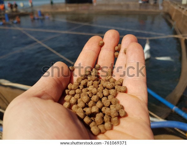Fish Feed Hand Fish Farm Stock Photo 761069371 | Shutterstock