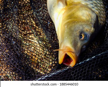 497 Tooth carp Images, Stock Photos & Vectors | Shutterstock