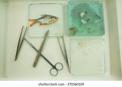 Fish surgery : 820 images, photos et images vectorielles de stock ...