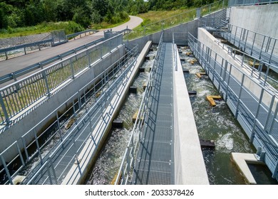 10,742 Fish migration Images, Stock Photos & Vectors | Shutterstock