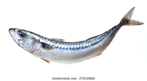 Fish Mackerel Stock Photo 275510864 | Shutterstock