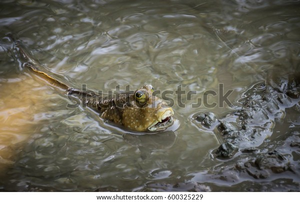 Fish Mud Stock Photo 600325229 | Shutterstock